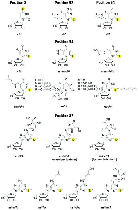 Structures Of Bacterial Trna Thionucleosides And Their Derivatives The Download Scientific