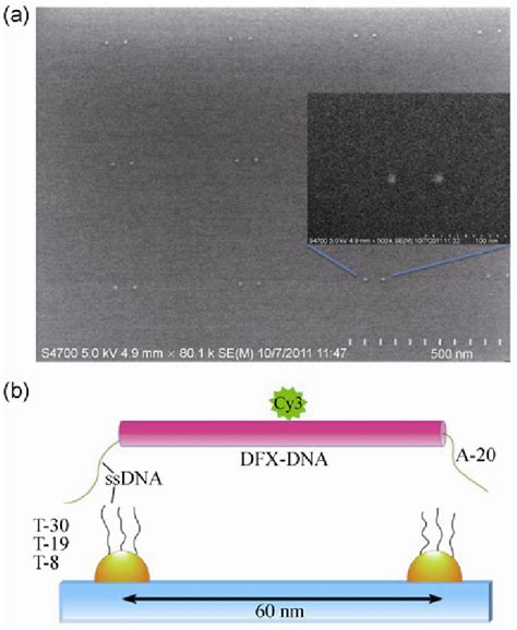 a sem image of an array of sub 10 nm nanodots made of aupd on a