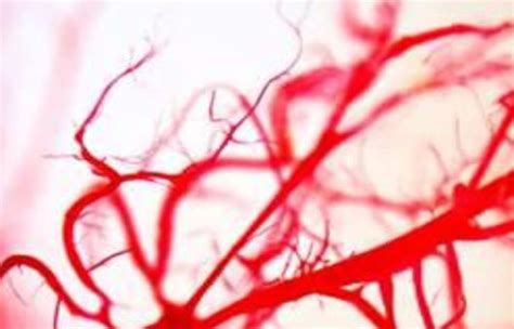 Cell Viability Assay Protocols Creative Bioarray