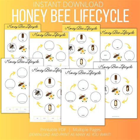 Honeybee Lifecycle Printable 8 Pages Color Metamorphosis Printable