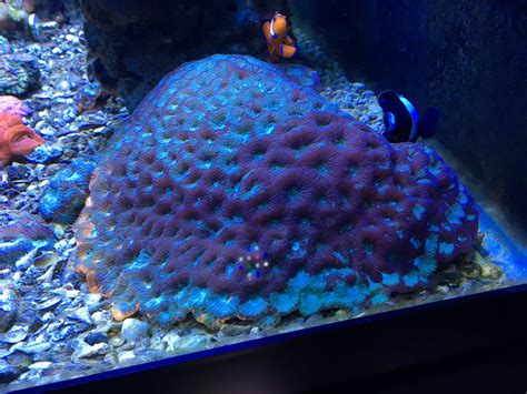 Identification Help Reef2reef