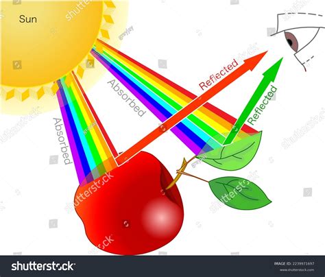Seeing Colors Reflection Red Apple Green Stock Vector Royalty Free