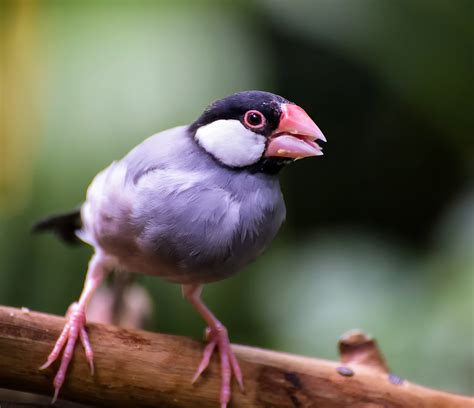 java sparrows get swollen eye rings when they re ready to mate
