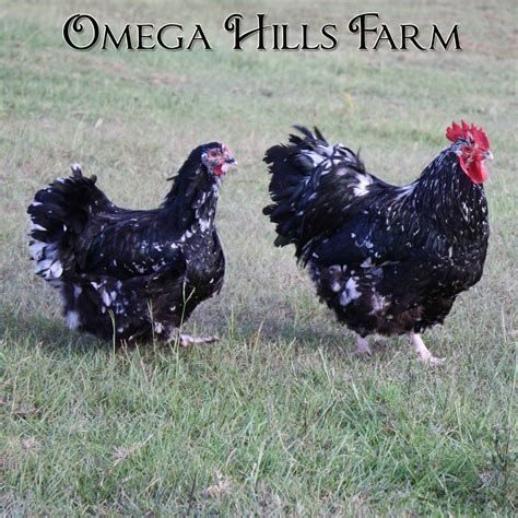 English Mottled Orpington Chickens And Hatching Eggs For Sale