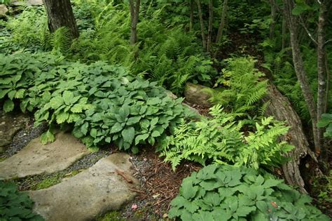 Native Plants Native Plants Plants Landscape Design
