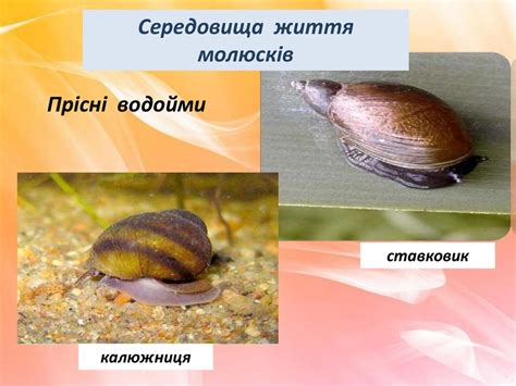 Тип Молюски. Загальна характеристика типу - презентация онлайн