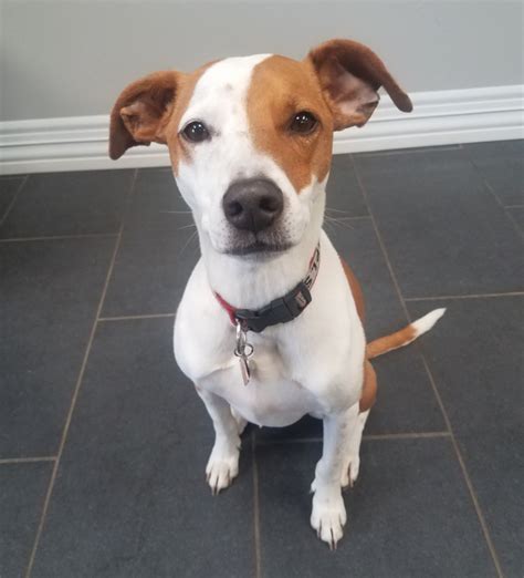 Tail Waggers Of The Month Wagging Tails Pet Resort