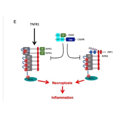 Koerner Et Al 2024