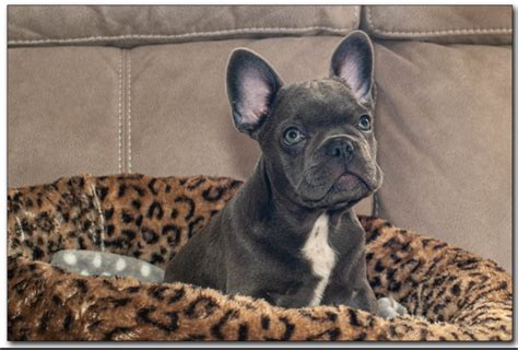 10 Funniest Dog Breeds In The World Petful