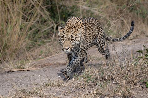 A Leopard Panthera Pardus Stalks With … License Image 71394355
