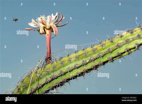 Mexico Baja California Sur El Sargento Machaerocereus Gummosus