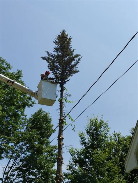 Professional Tree Trimming Epping NH AAI Tree Service