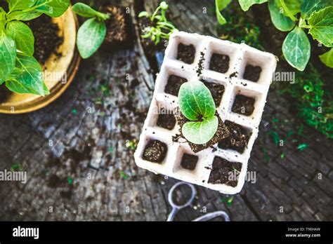 Spring Garden Seedlings In Soil Garden Tools And Equipment Stock Photo Alamy
