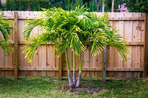 16 Different Palm Tree Varieties For Every Landscape