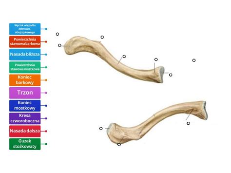 Obojczyk Rysunek Z Opisami