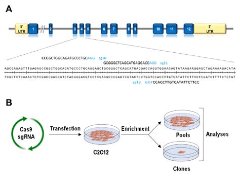 Generation Of Lmna Exon 4 Mutations Using Crispr Cas Technology A Download Scientific
