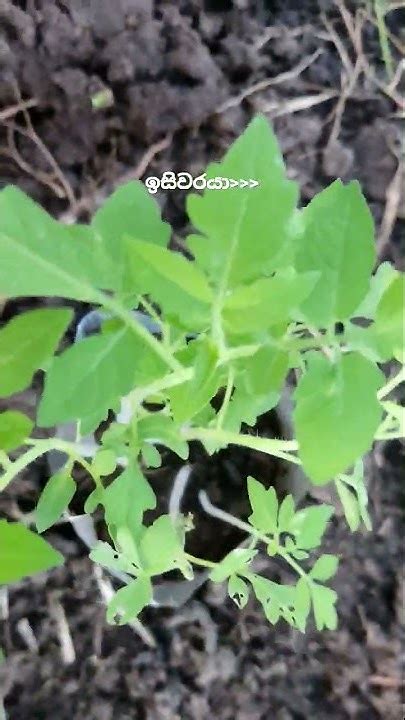 තක්කාලි පැලකර ගන්නකොට Youtube