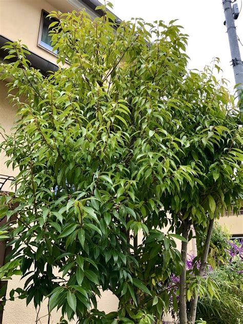 常緑樹シラカシ の剪定をしましたBeforeこのシラカシ は3本の株立ちで葉が茂りすぎ先日の台風19号ではテッポウムシに株もとをやられていた
