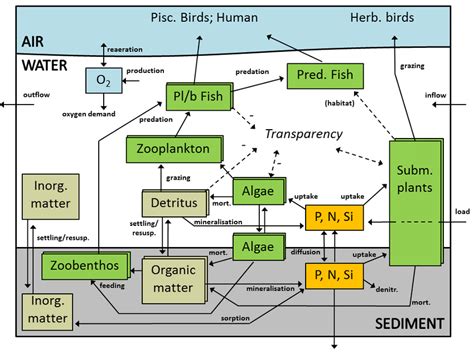 A Graphical Overview Of The Model Structure Of Pclake Modified After Download Scientific
