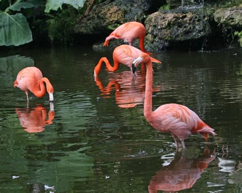American Flamingo Photos Birdspix
