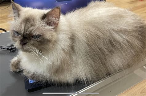 My Bed Now Daddy R Angrycatpics