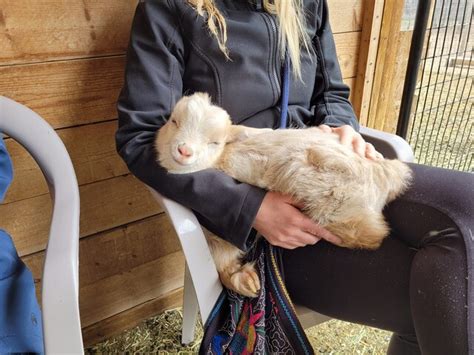 Gotta Goat Farm Returns To Business After Wildfire Threat Evacuated