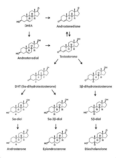 Interrelation Of Endogenous Steroids In Testosterone Biosynthesis And