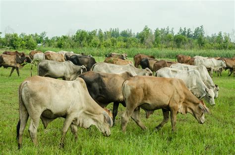 Free Images Landscape Nature Grass Field Farm Meadow Prairie