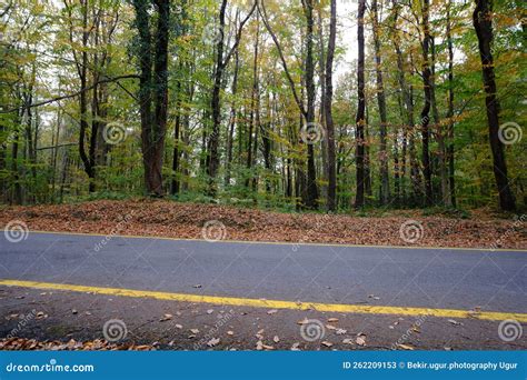 Belgrad Forest Stock Image Image Of Beautiful Color 262209153