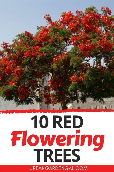 Red Flowering Trees Red Flowers Garden Tree With Red Flowers Red Perennials