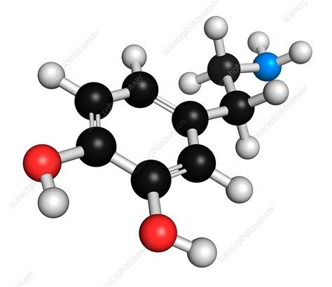 Dopamine Neurotransmitter Molecule Stock Image F018 3009 Science
