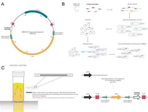 Barcoding Pseudomonas Fluorescens Sbw25 Cells Download Scientific