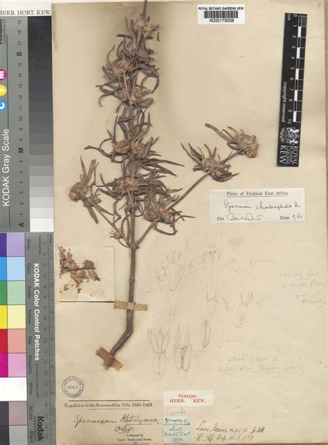 Spermacoce Chaetocephala Dc Plants Of The World Online Kew Science
