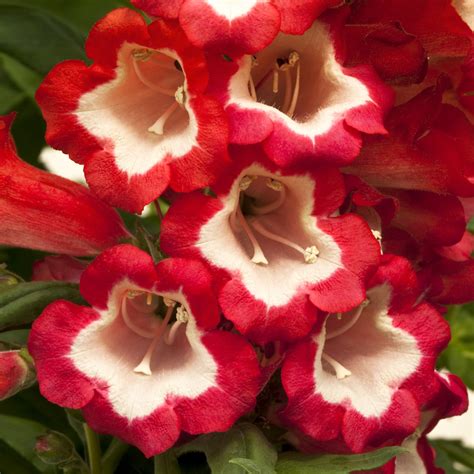 Penstemon Red And White Pearsons Nursery And Tearoom