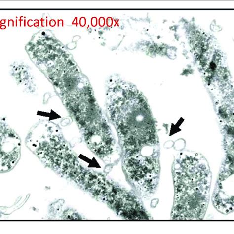 Pdf Bacterial Membrane Vesicles As Mediators Of Microbe Microbe And