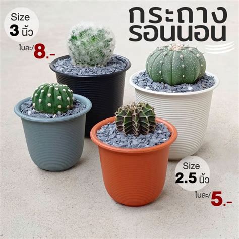 🐝 กระถางแคคตัส กระถางกระบองเพชร กระถางพลาสติก ทรงกลม ขนาด 2 5 3 นิ้ว 4 สี ขาว ดำ เทา อิฐ 🐝