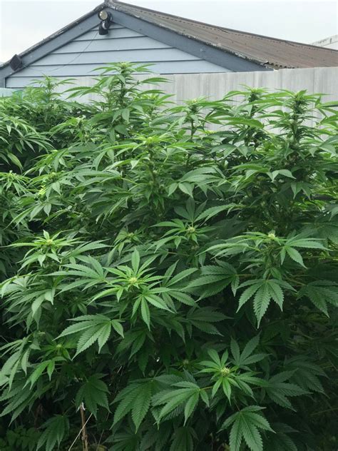 First Time Outdoor Grow Are These Ready Yet Rnztrees