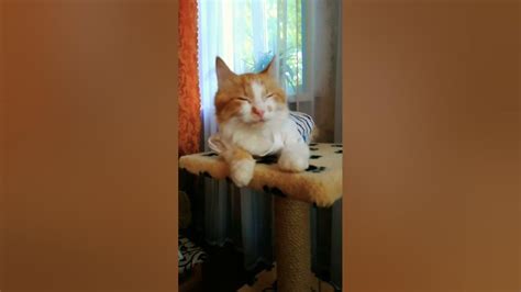 котик Я хочу спати😴 Youtube