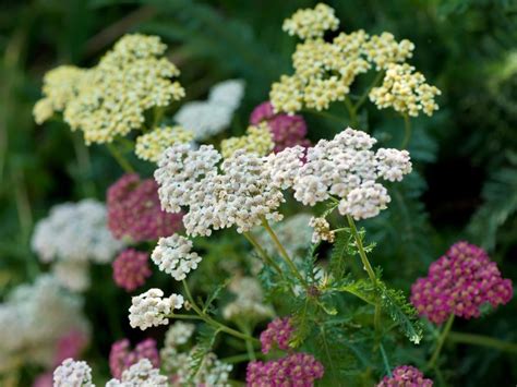 KRWAWNIK SUMMER PASTELS KRZEWY I SADZONKI
