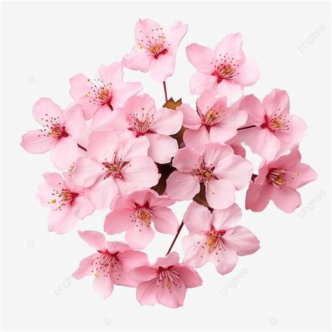 Flor De Cerezo Flores De Sakura PNG Rosado Sakura Flor De Cerezo