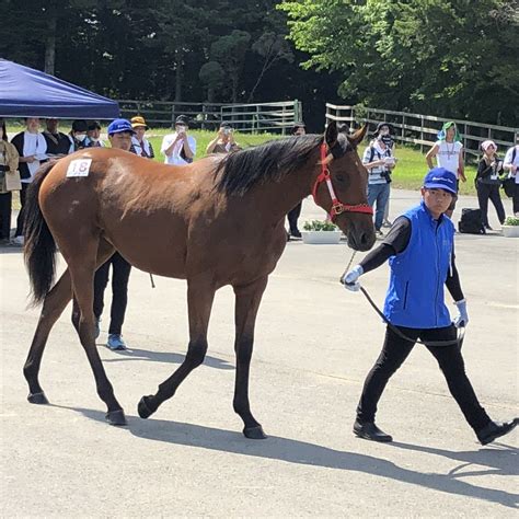 ウイン募集締め切り 申込み馬は7頭 ウマ好きランナーの泣き笑い