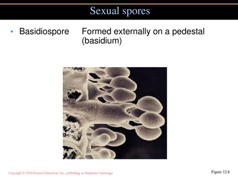 The Eukaryotes Fungi Algae Protozoa And Helminths Ppt Download