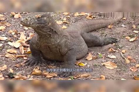 印度惊现“庞然大物”，村民好奇前去围观，专家：赶紧离开！庞然大物村民离开