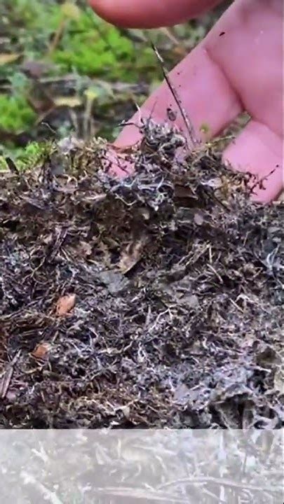Moss Collecting Cleaning And Storing 🍃 Shorts Youtube