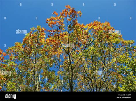 Tree In Autumn Colours Stock Photo Alamy