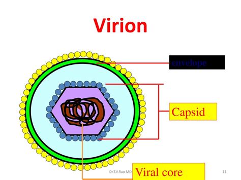 PPT Medical Virology Introduction PowerPoint Presentation Free
