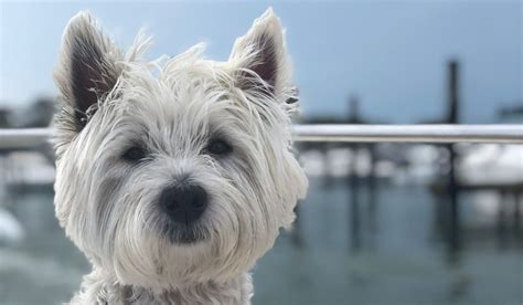 The Cost Of Dog Ownership Borrowmydoggy