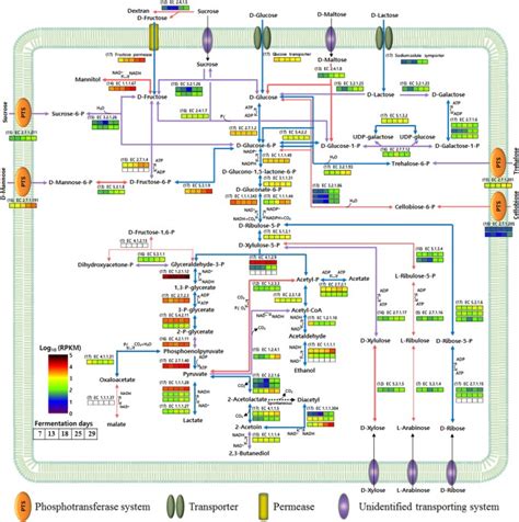 Pan Genomic And Transcriptomic Analyses Of Leuconostoc Mesenteroides Provide Insights Into Its