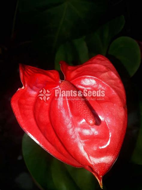 Local Anthurium දේශීය ඇන්තුරියම් Plants And Seeds