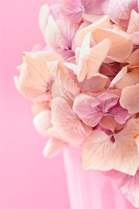 Flowers Hydrangea Botany Free Photo On Pixabay Pixabay